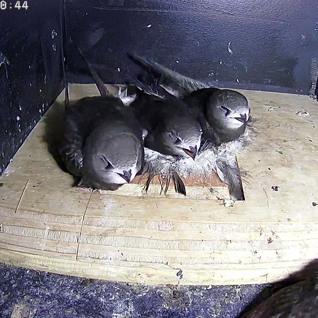 About Us – Devon Swift Project